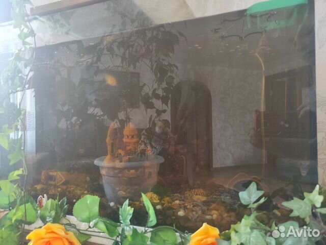 Аквариум вместе с рыбками