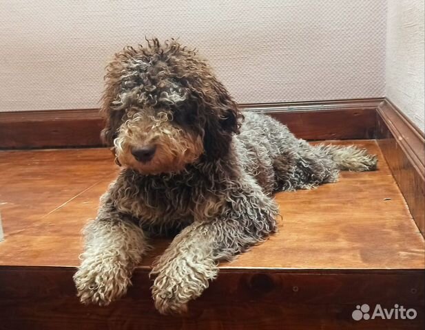 Лаготто романьоло