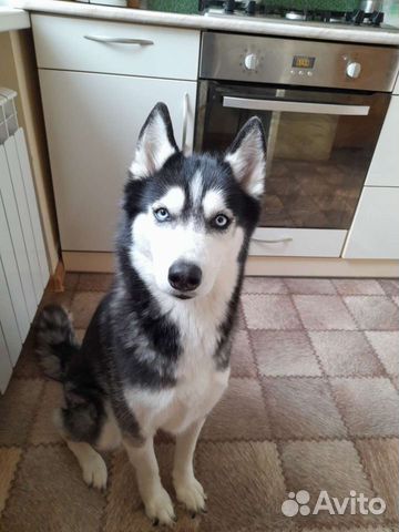 Сибирский хаски