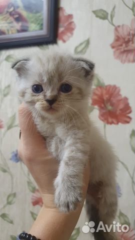 Шотландский мальчик