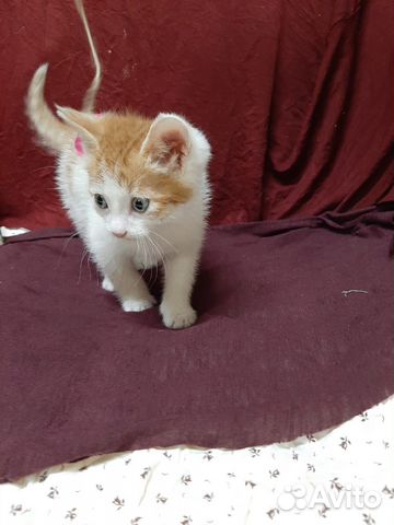 Рыжик,1,5 месяца