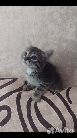 Девчонка ищет дом