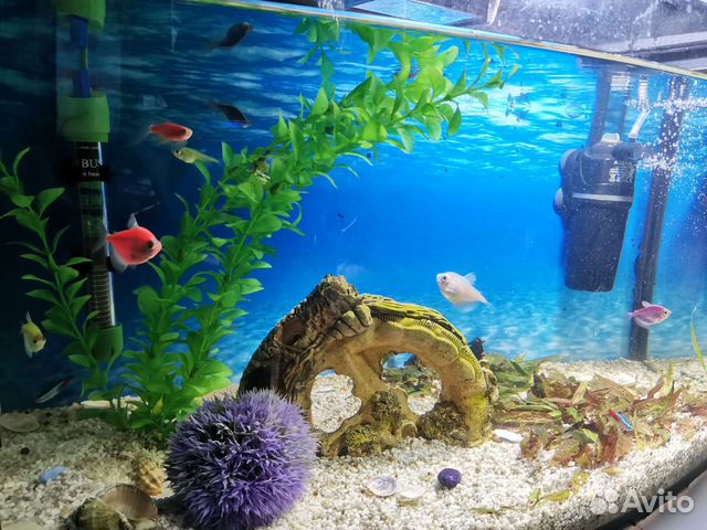 Аквариумные рыбы и растения бесплатно