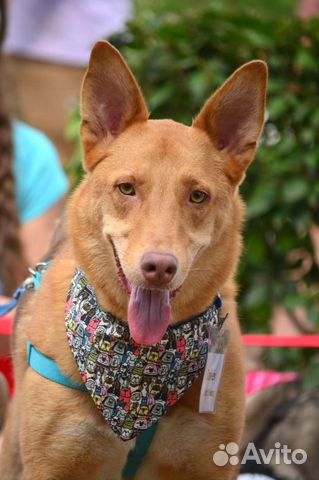 Ярко рыжий красавец ищет семью