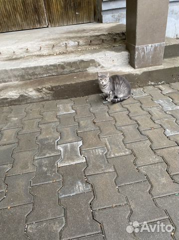Серая кошка в дар