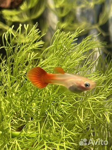 Гуппи красный блондин чистые линии