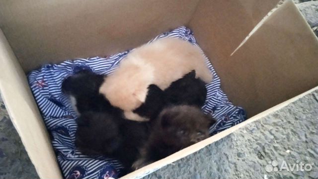 Ищем кормящую кошку