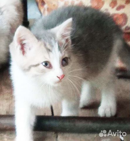 Котенок Малинка 3 мес