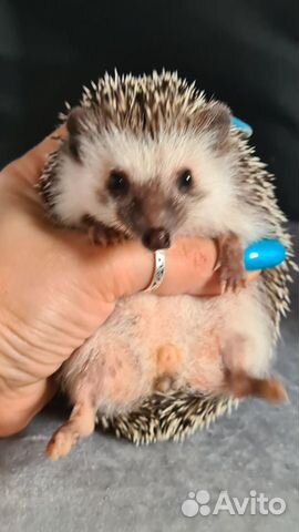 Африканский карликовый ежик