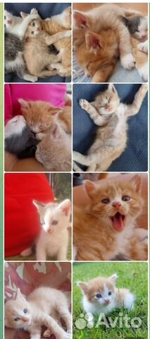 Котята в добрые руки