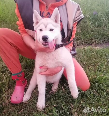 Щенки сибирской хаски