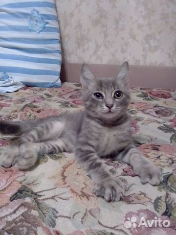 Породистые котята