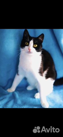 Гоша-котик подросток 10 месяцев