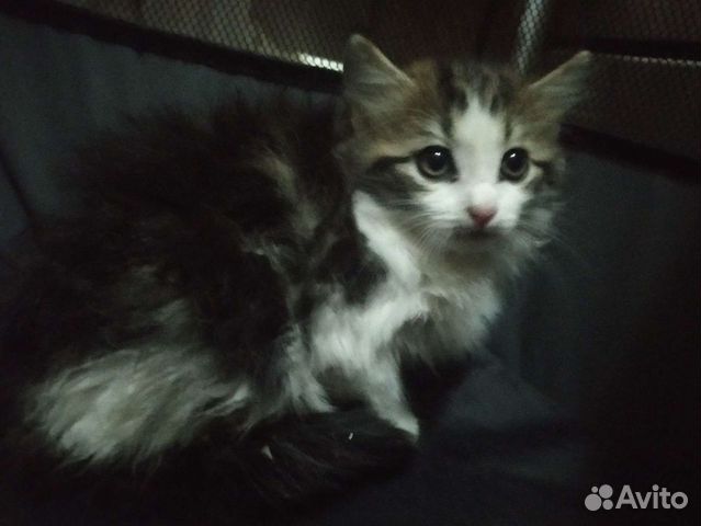 Маленький пушистый котенок с улицы