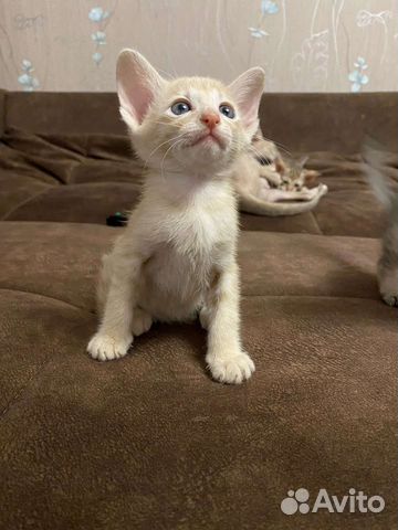 Ориентальные котята