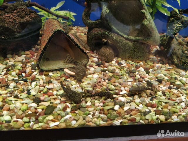 Сом анциструс