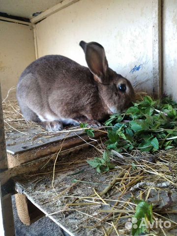 Кролики породы Рекс