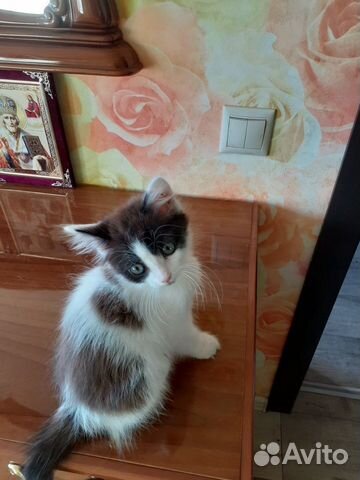 Красавец мальчишка в добрые руки