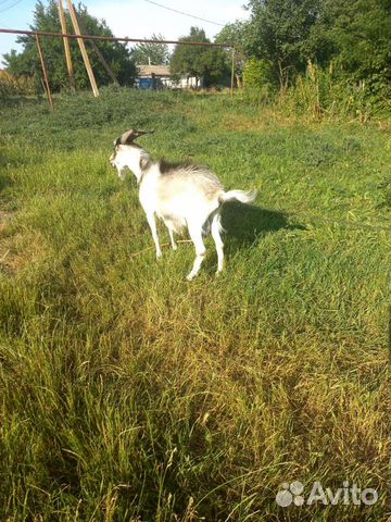 Казел породистый