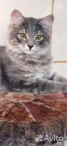 Кото-песик -урильский бобьейл