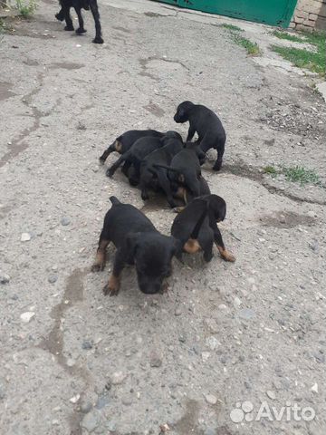 Русский охотничий спаниель