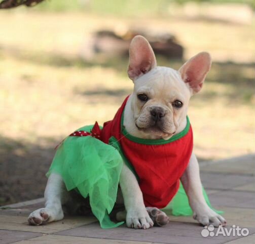 Французский бульдог щенки