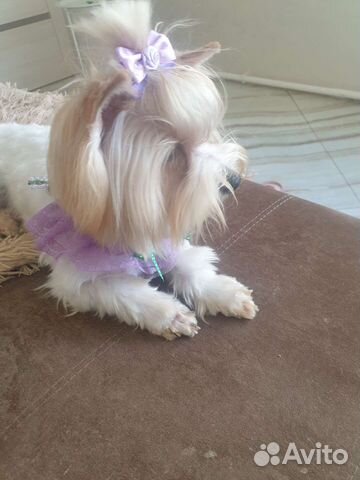 Собаки щенки