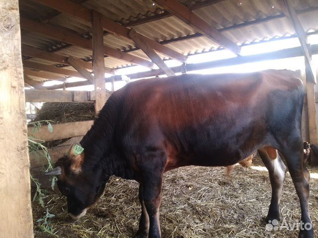 Продается бык возраст 1 год