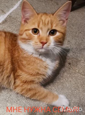 Котёнок санчо, 4.5 мес., рыжий