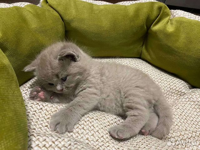 Британский котёнок