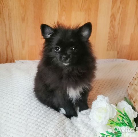 Лапочка шпиц