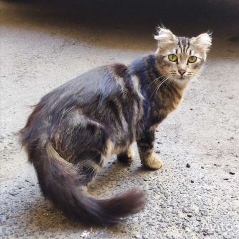 Американский кёрл