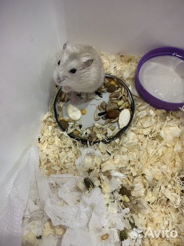 Джунгарский хомяк