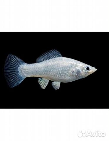 Моллинезии белые, снежинки