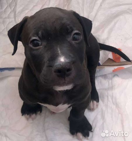 Питбуль и стаффорд