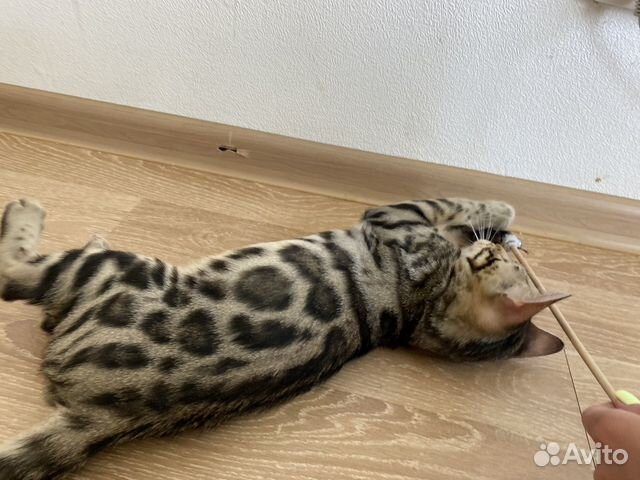 Бенгальские котята