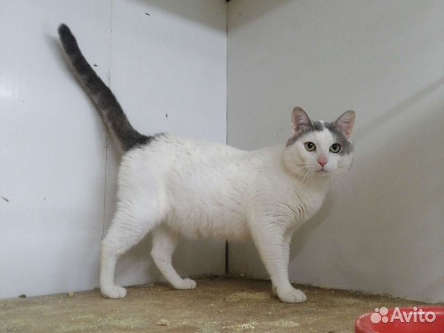 Классный Кот