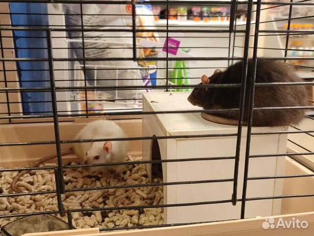 Крыски бесплатно