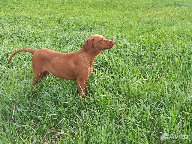 Щенок Венгерская выжла