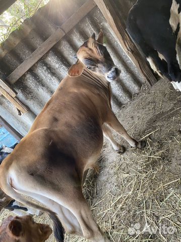 Бычок Джейсир