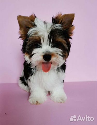 Щенки бивер мальчики