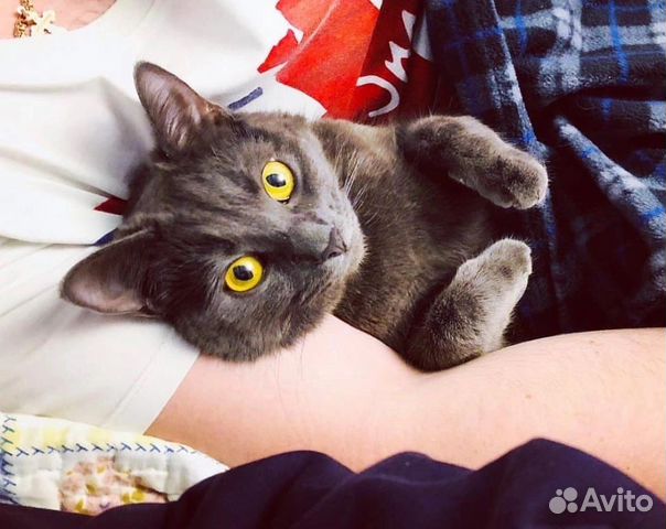 Русская голубая