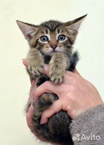 Чудесный котёнок в поиске дома