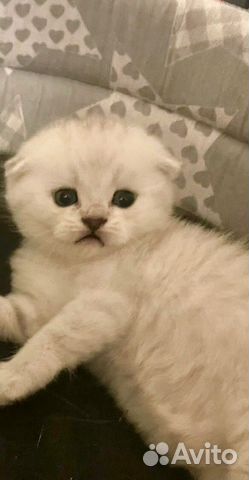 Шотландский вислоухий котенок
