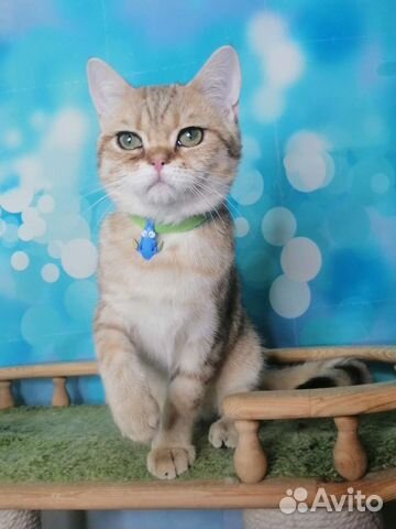 Кот британский 8 мес
