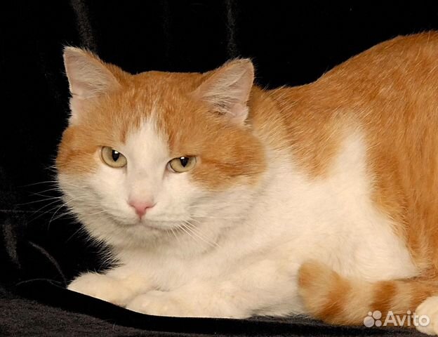 Рыжий котик Кларк в добрые руки