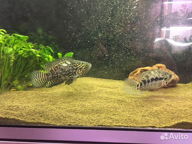 Манагуанская цихлазома