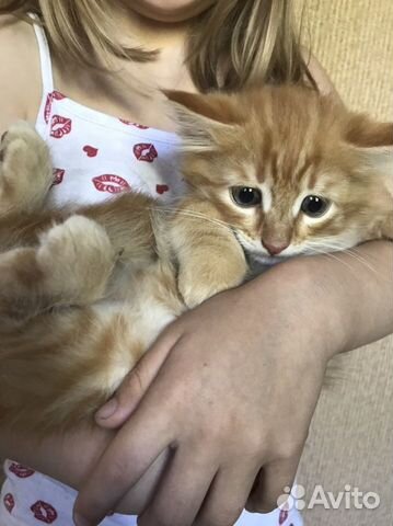 Золотой котенок- мальчик