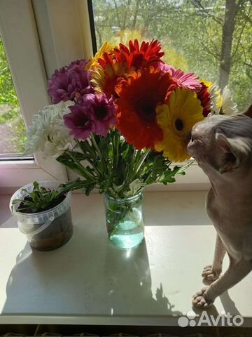 Канадский сфинкс вязка