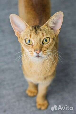 Абиссинская кошка бесплатно